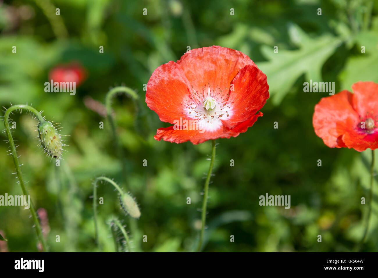 red poppy flower close up at green meadow Stock Photo - Alamy