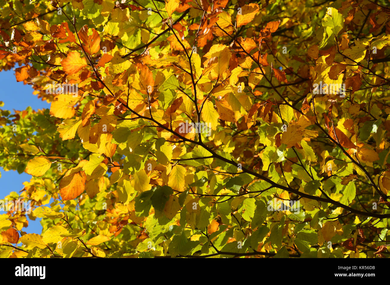 Deciduous trees in autumn Stock Photo - Alamy