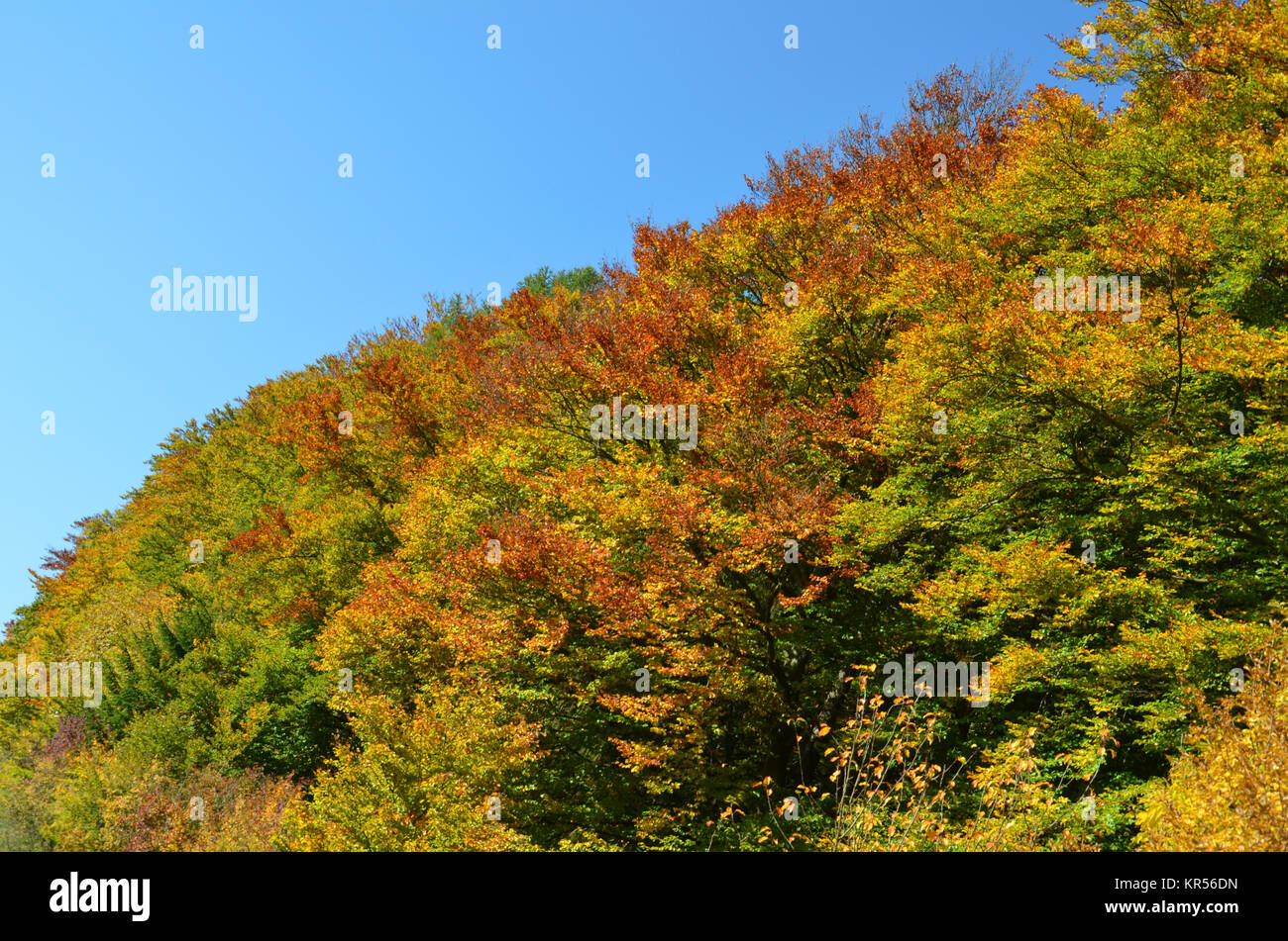 Deciduous trees in autumn Stock Photo - Alamy