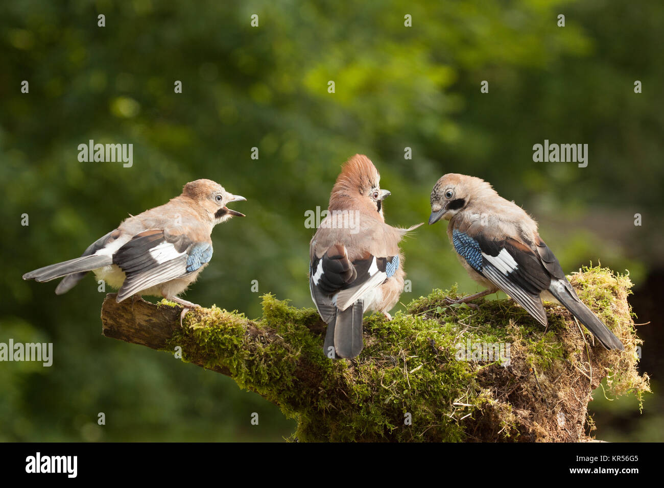 Jay bird family of three feeding Stock Photo - Alamy