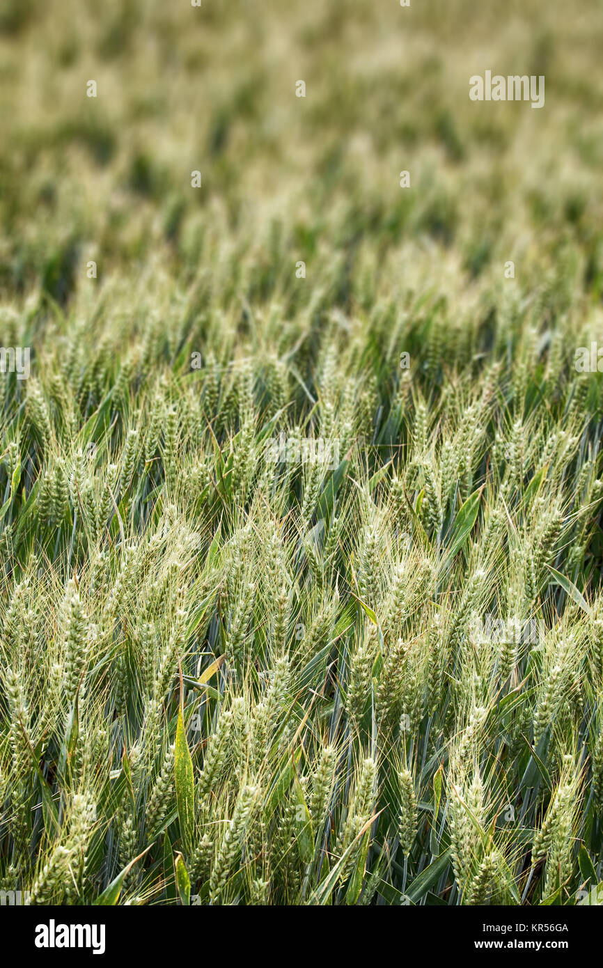 Field of wheat perspective Stock Photo - Alamy