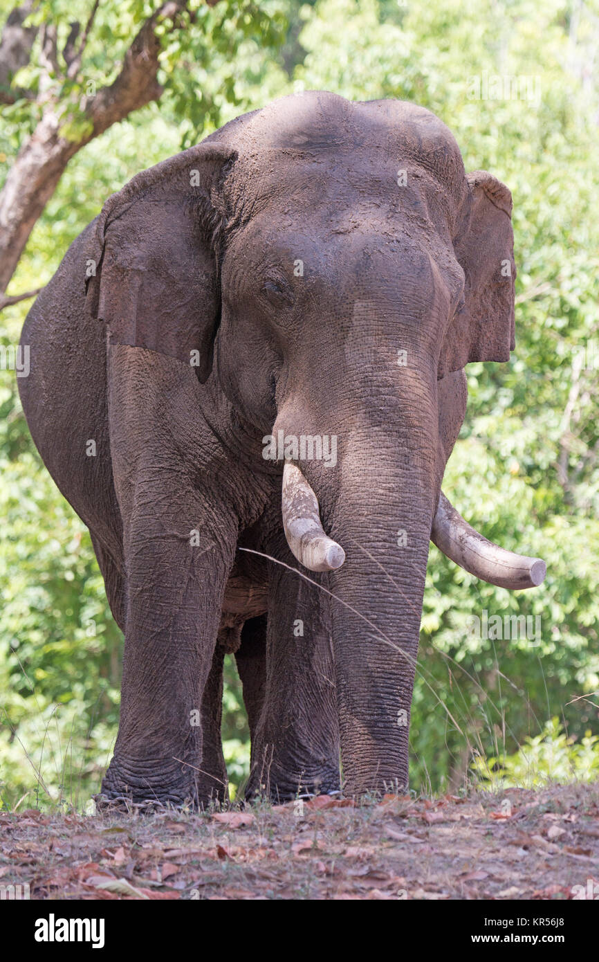 Domestic Elephant in the Forest Stock Photo - Alamy