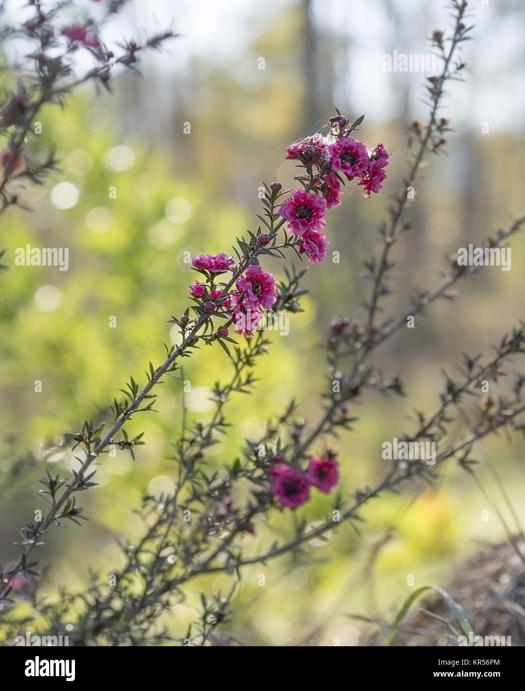 Australian Native Flowers High Resolution Stock Photography and Images ...