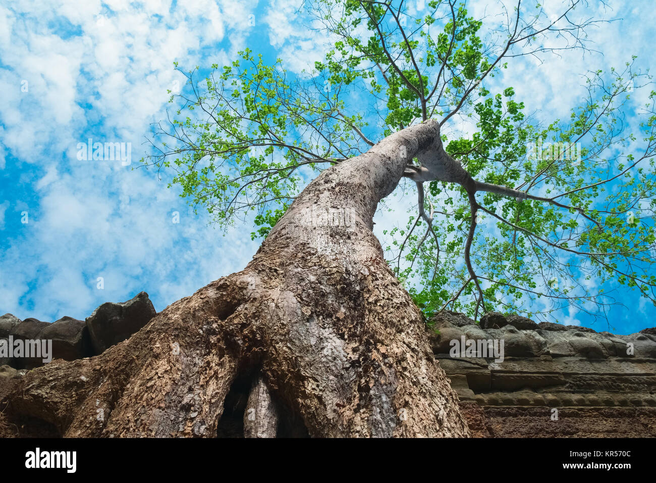 Big tree in Ta Prohm Temple, Angkor Wat Stock Photo - Alamy