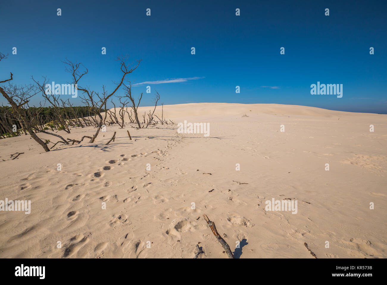 Desert landscape, Slowinski National Park near Leba, Poland Stock Photo ...