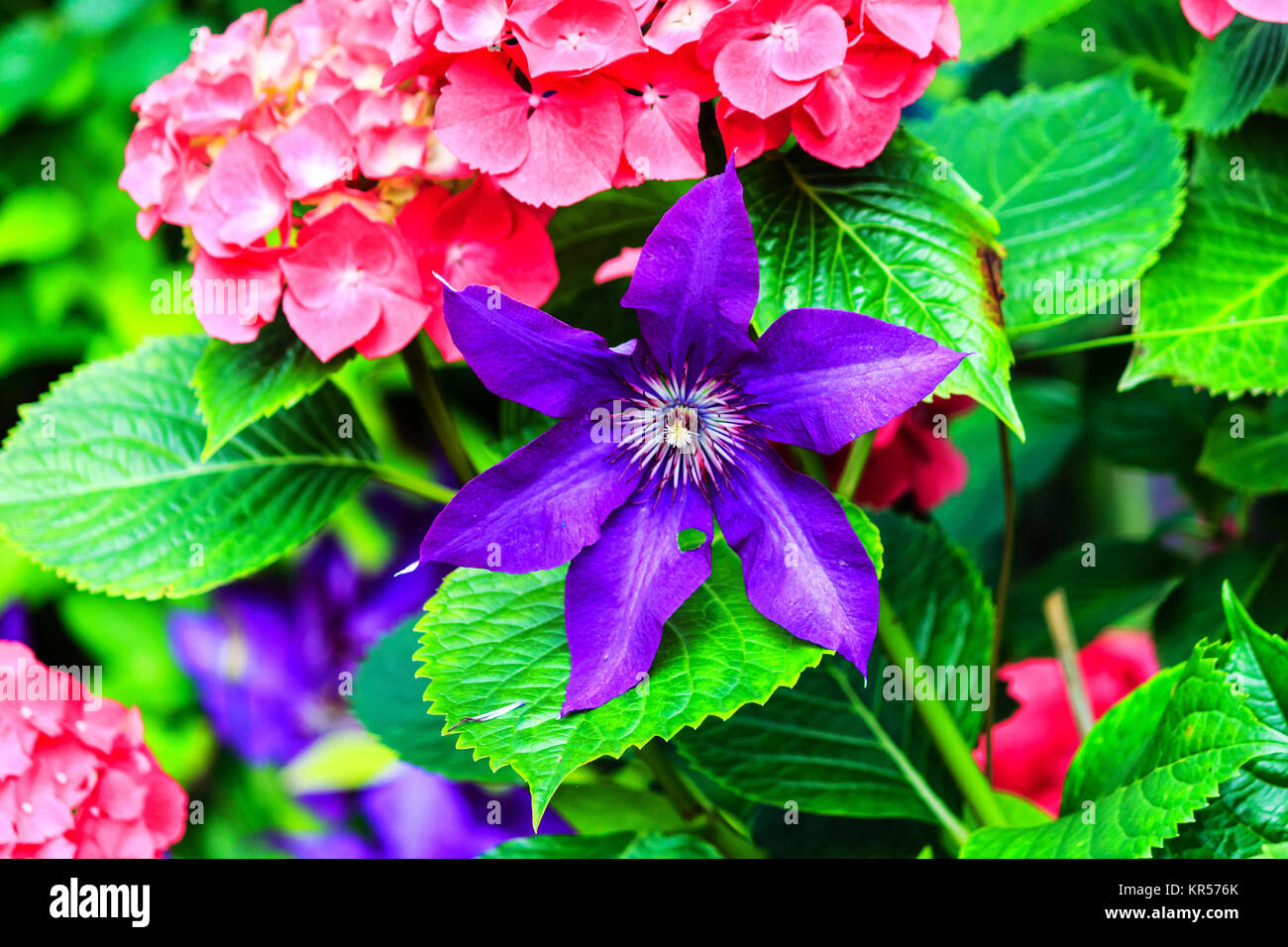 purple flowering clematis bloom between pink hydrangeas Stock Photo - Alamy