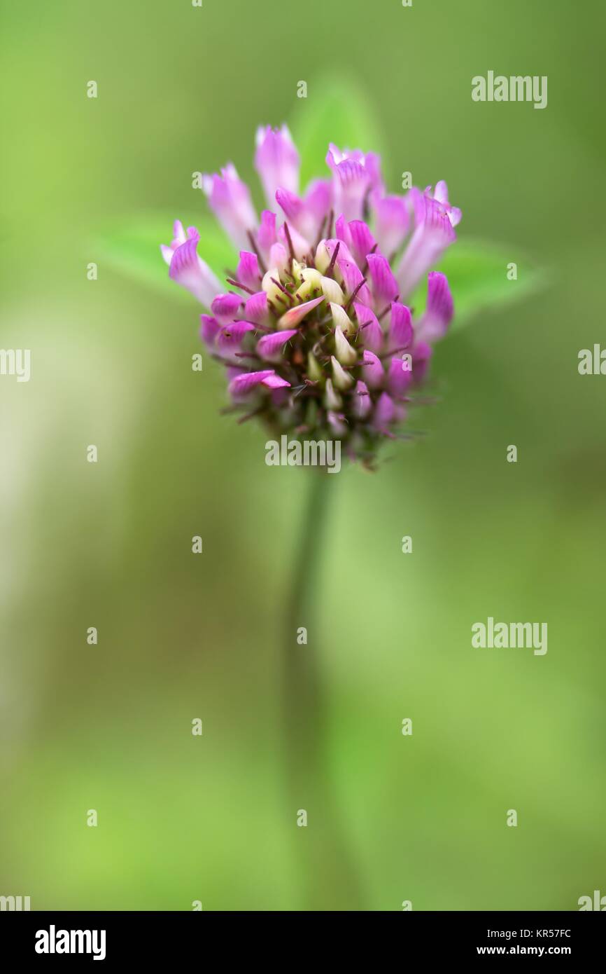 meadow clover / red clover Stock Photo - Alamy