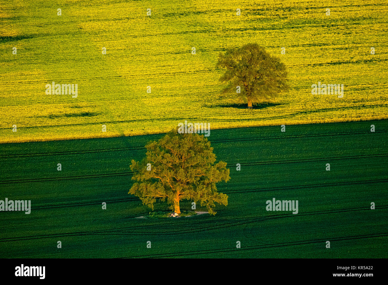 Tree, trees in a field with spring planting and blooming rape with long ...