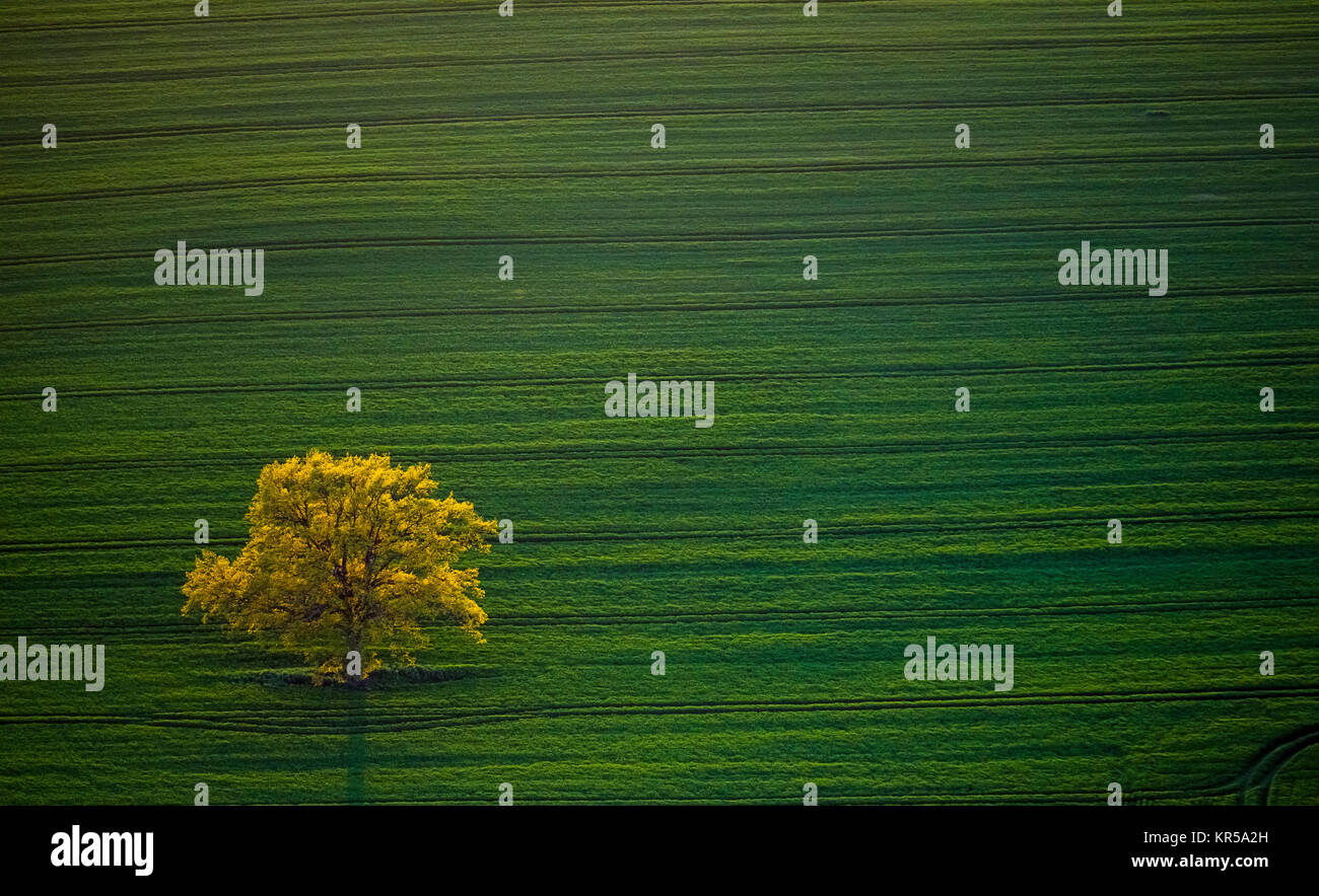 Tree, trees in a field with spring planting and blooming rape with long ...