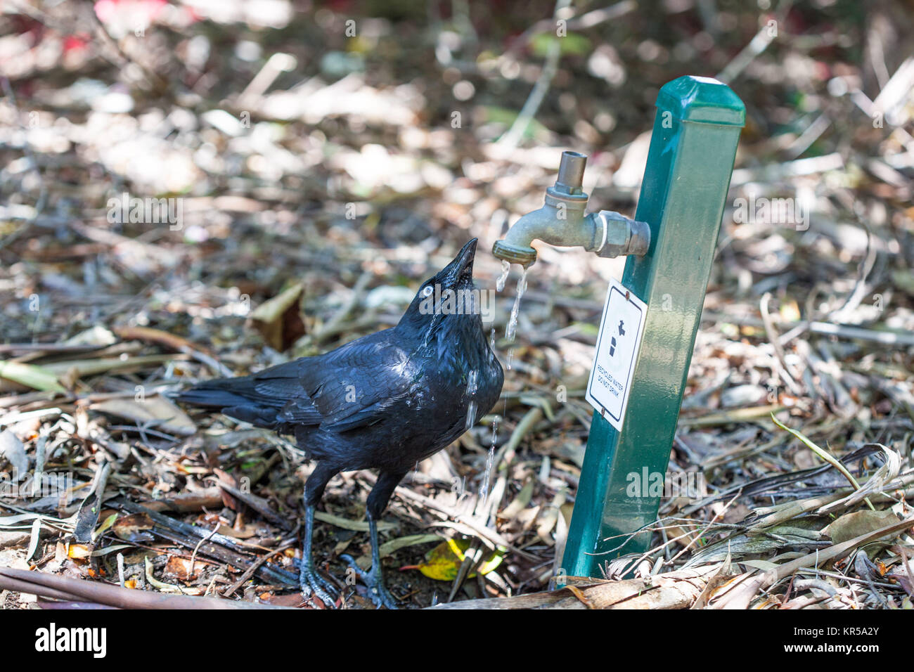 Black Australian Raven drinking water from tap Stock Photo - Alamy