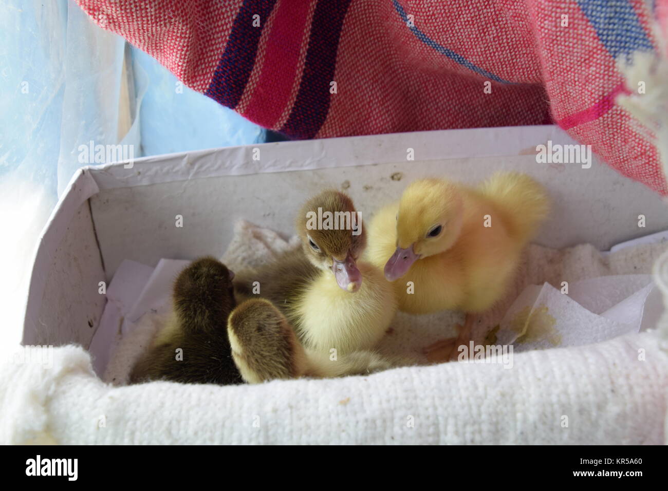 Ducklings of a musky duck Stock Photo - Alamy