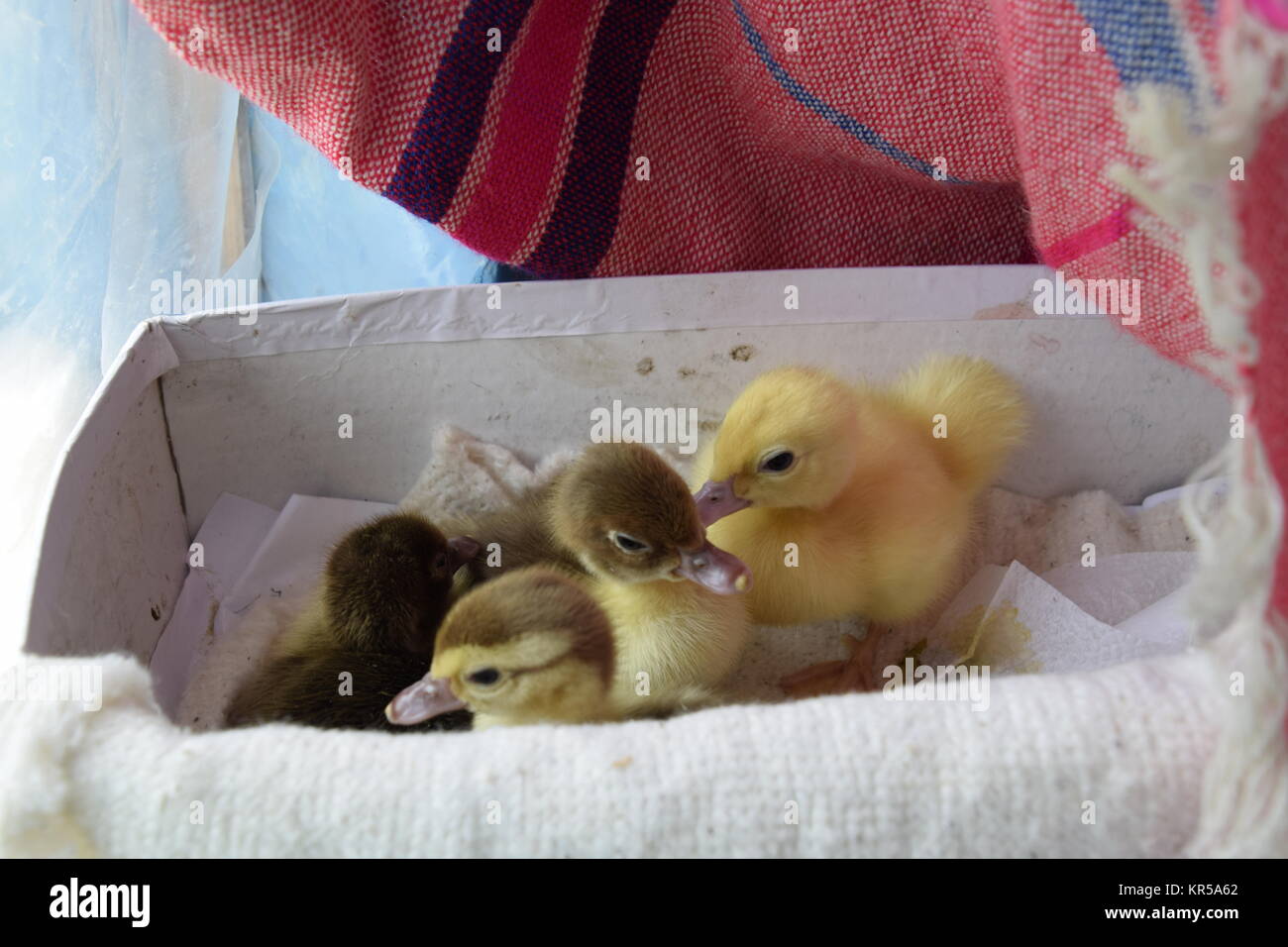 Ducklings of a musky duck Stock Photo - Alamy