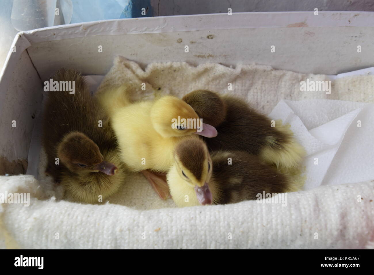 Ducklings of a musky duck Stock Photo - Alamy