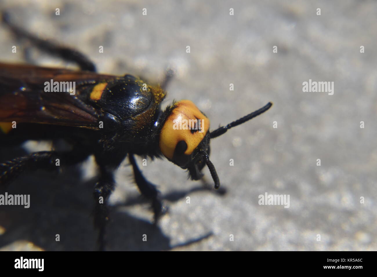 Megascolia maculata. The mammoth wasp Stock Photo - Alamy