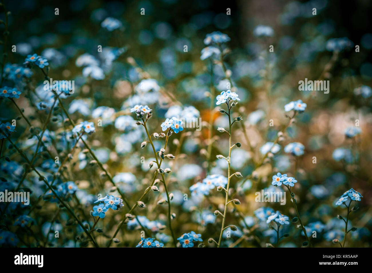 Beautiful forget me not flowers field Stock Photo - Alamy