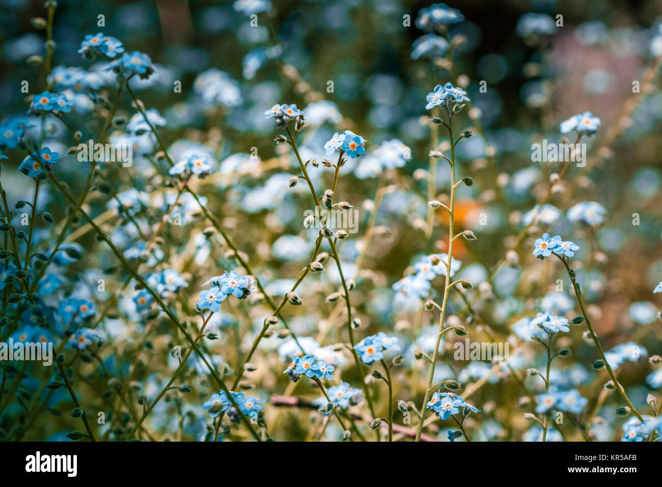 Blue Forget Me Not flowers on blurred background Stock Photo - Alamy