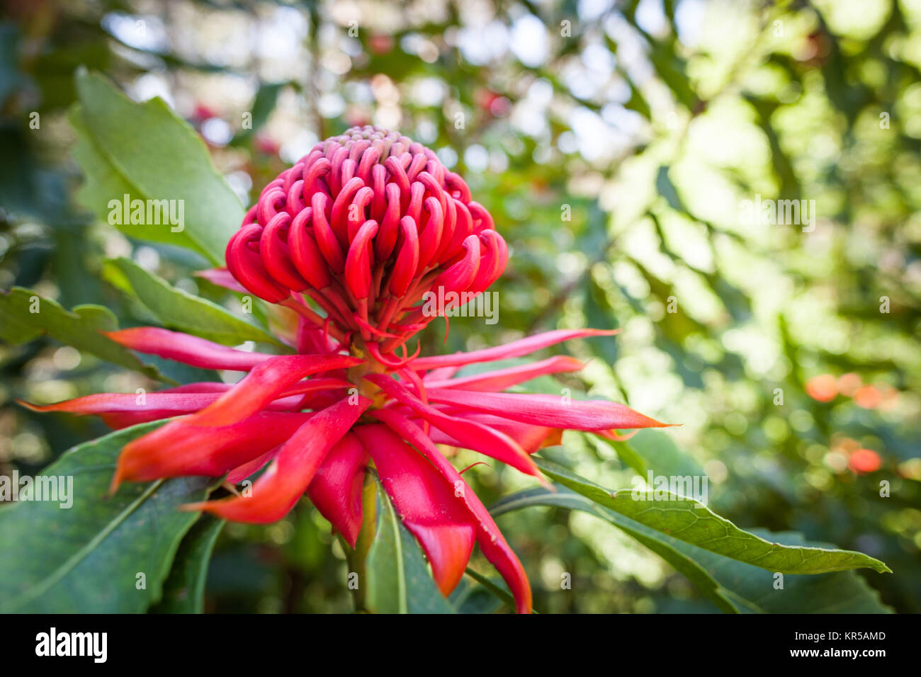 Waratah flower hi-res stock photography and images - Alamy