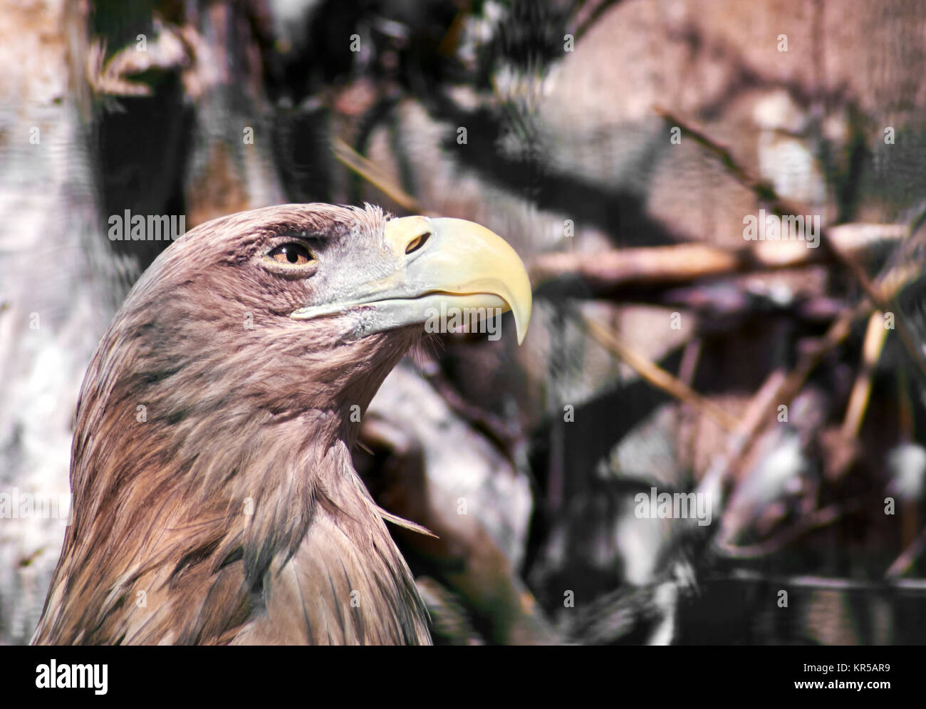 Proud eagle. Profile of the eagle with yellow beak Stock Photo - Alamy