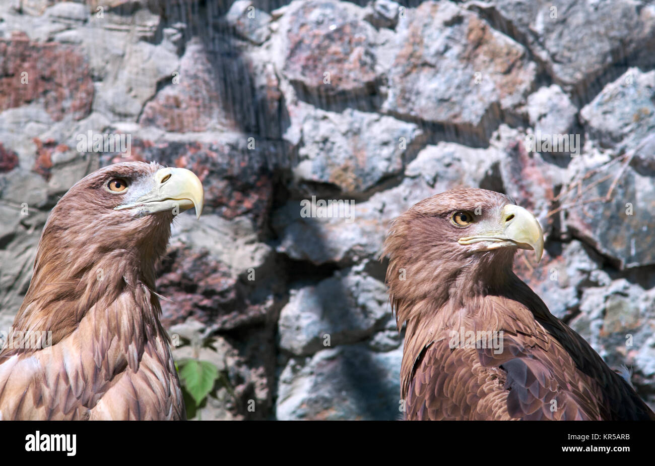 Two eagles hi-res stock photography and images - Alamy