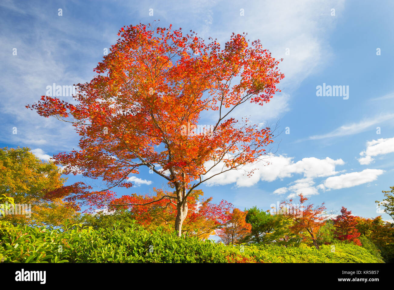 Colorful autunm tree Stock Photo - Alamy