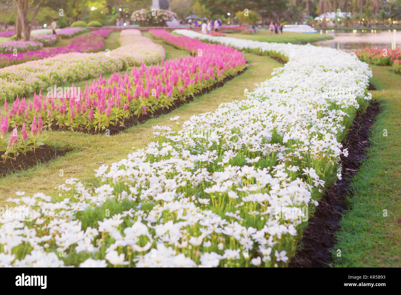 Flower garden with colorful on the plot Stock Photo - Alamy