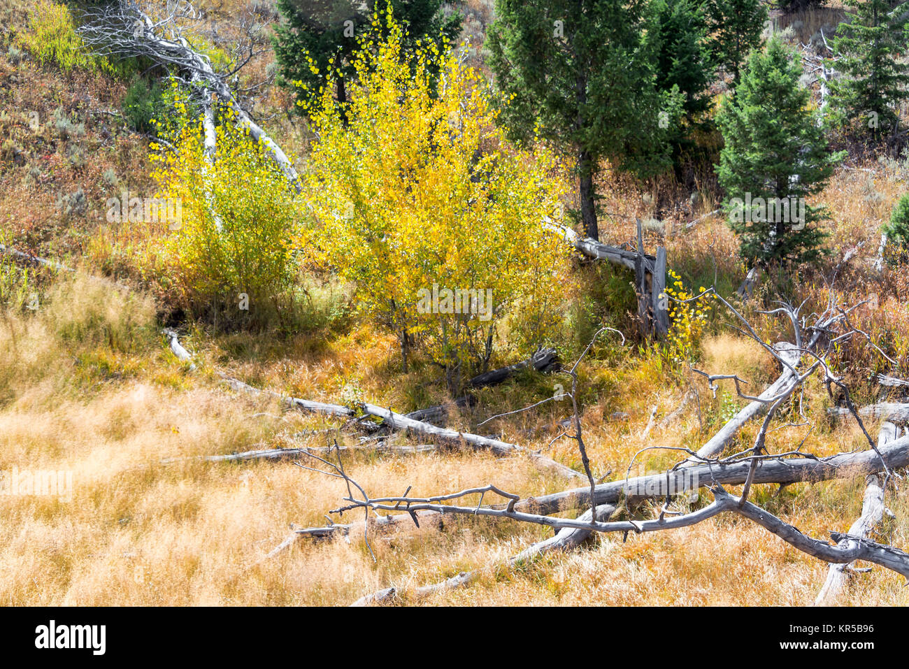 Aspen Trees View Stock Photo - Alamy