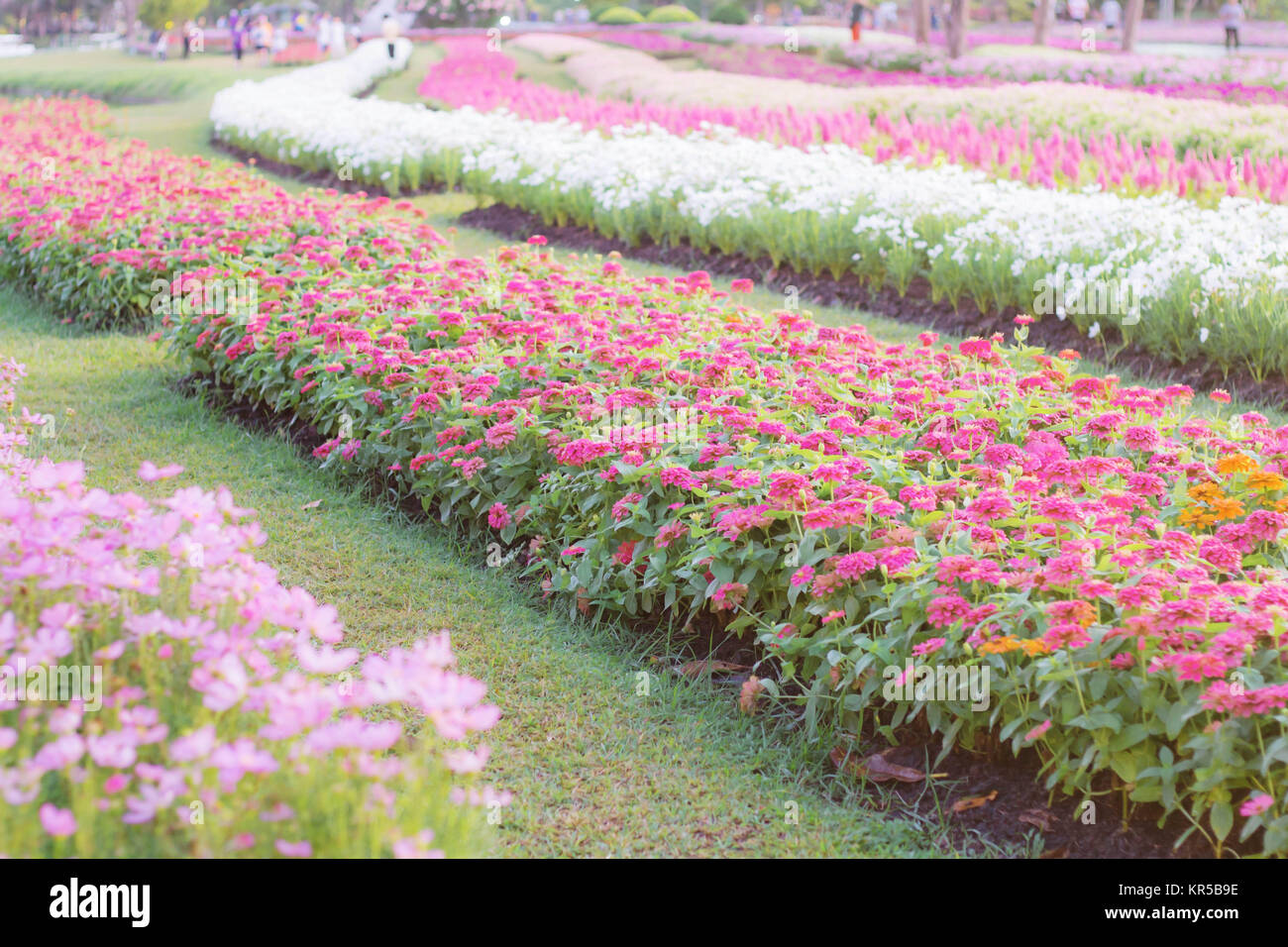 Flowers on plot in the garden at morning Stock Photo - Alamy