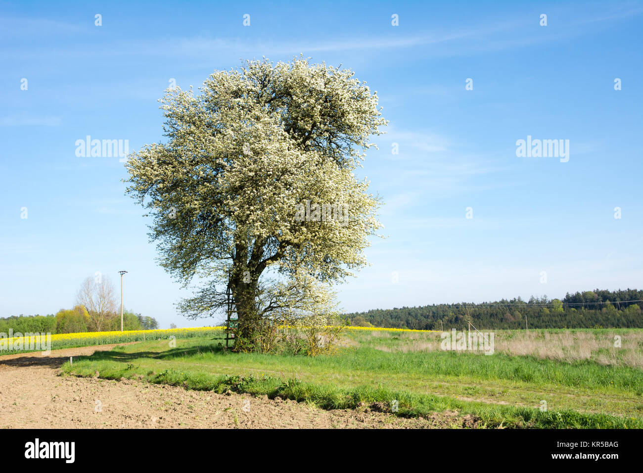 Landscape with a flowering tree Stock Photo - Alamy