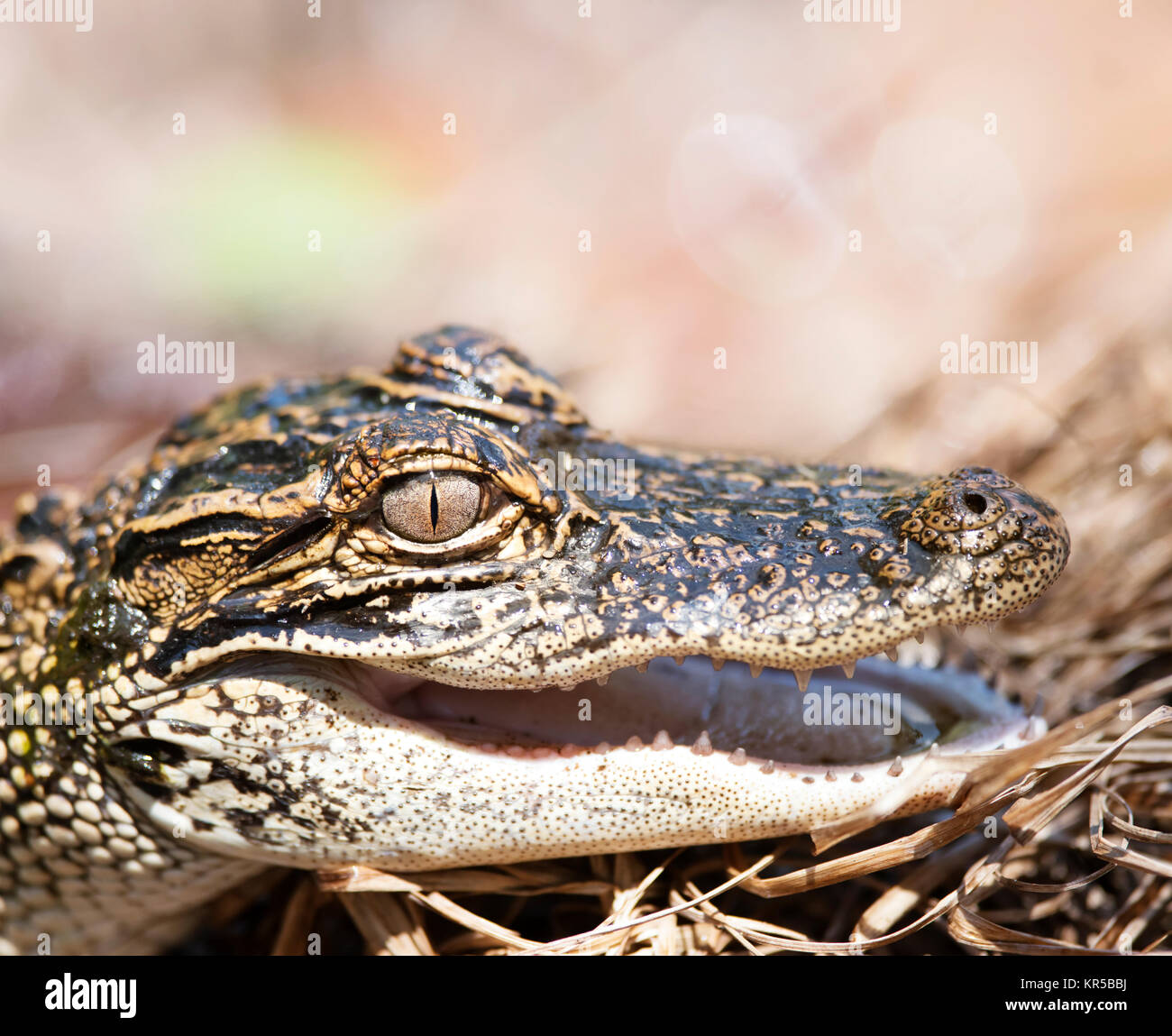 Young American Alligator Stock Photo - Alamy