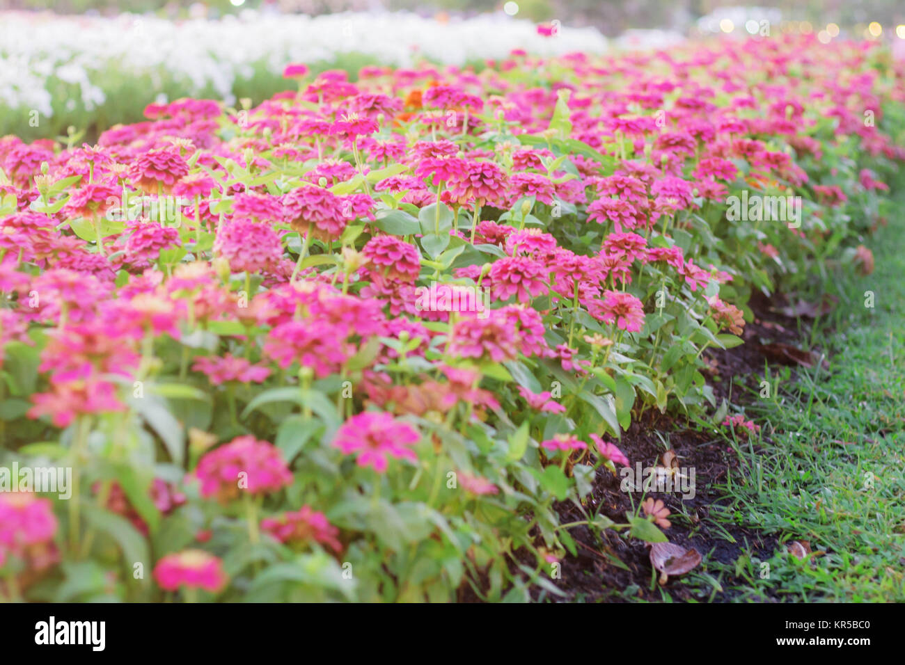 Gerbera on plots with colorful in the garden Stock Photo - Alamy