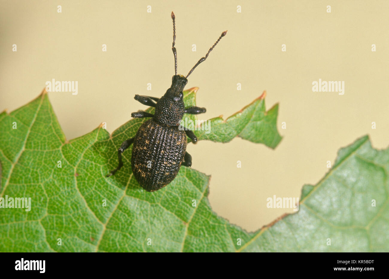 Vine weevil hi-res stock photography and images - Alamy
