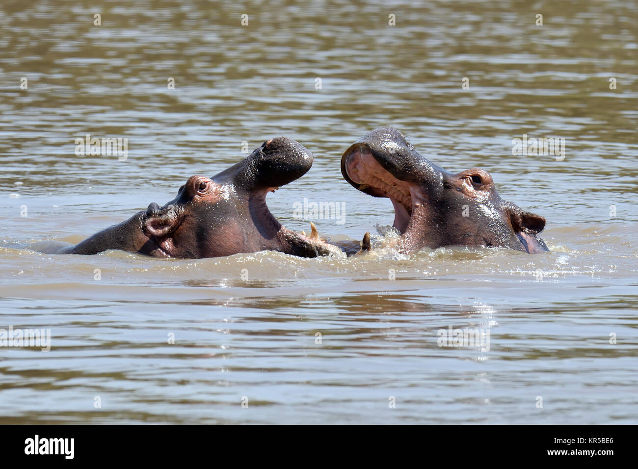 Hippo family (Hippopotamus amphibius) in the water, Africa Stock Photo ...