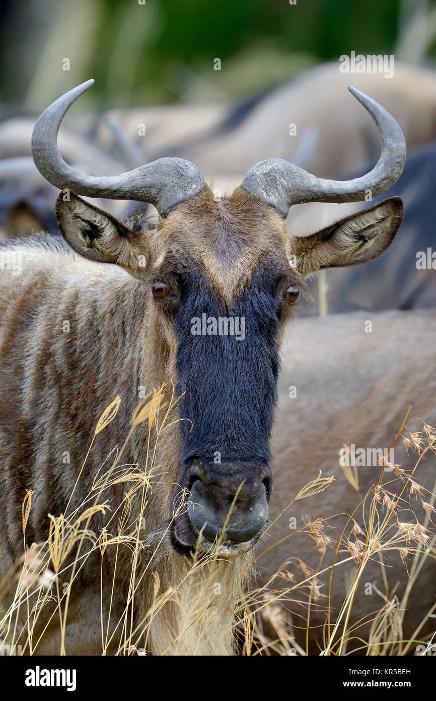 Wildebeest in savannah, National park of Kenya, Africa Stock Photo - Alamy