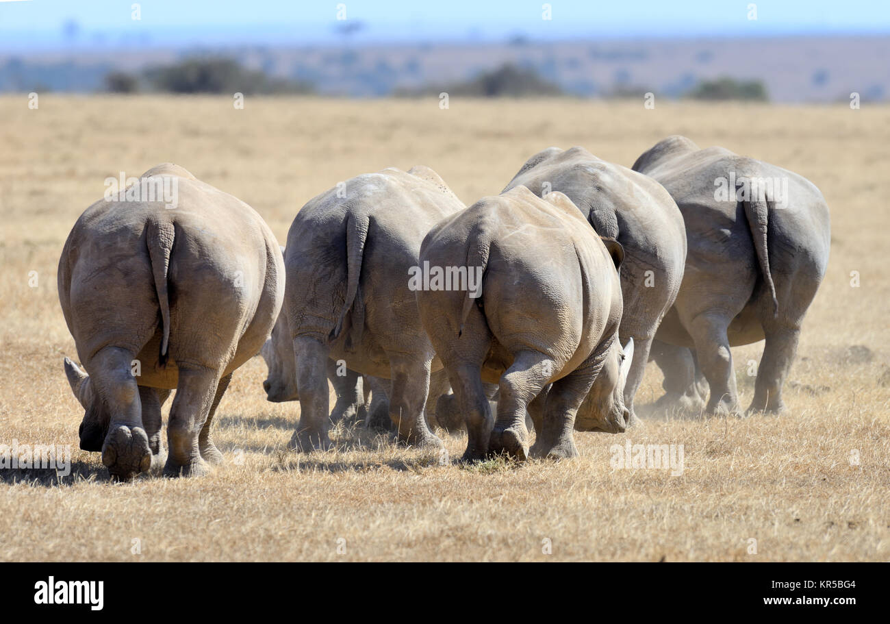 African white rhino, National park of Kenya Stock Photo - Alamy
