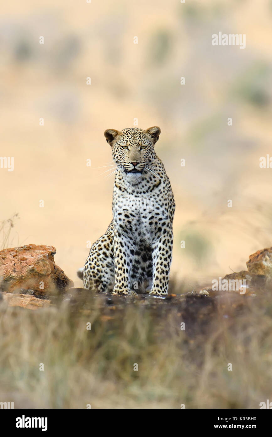 Wild african leopard. National park of Africa, Kenya Stock Photo - Alamy