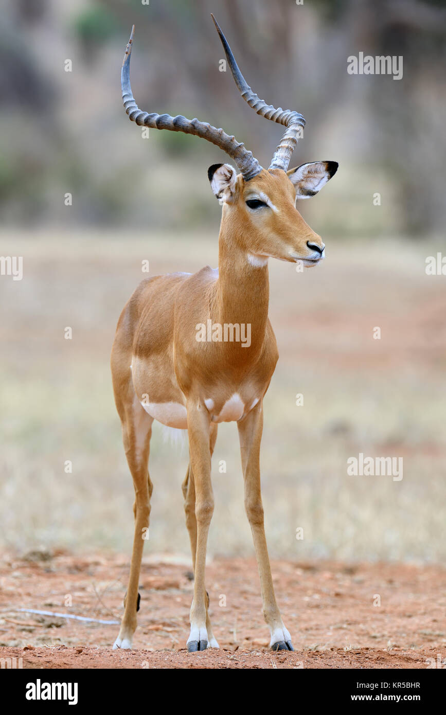 Impala on savanna in Africa, Kenya Stock Photo - Alamy