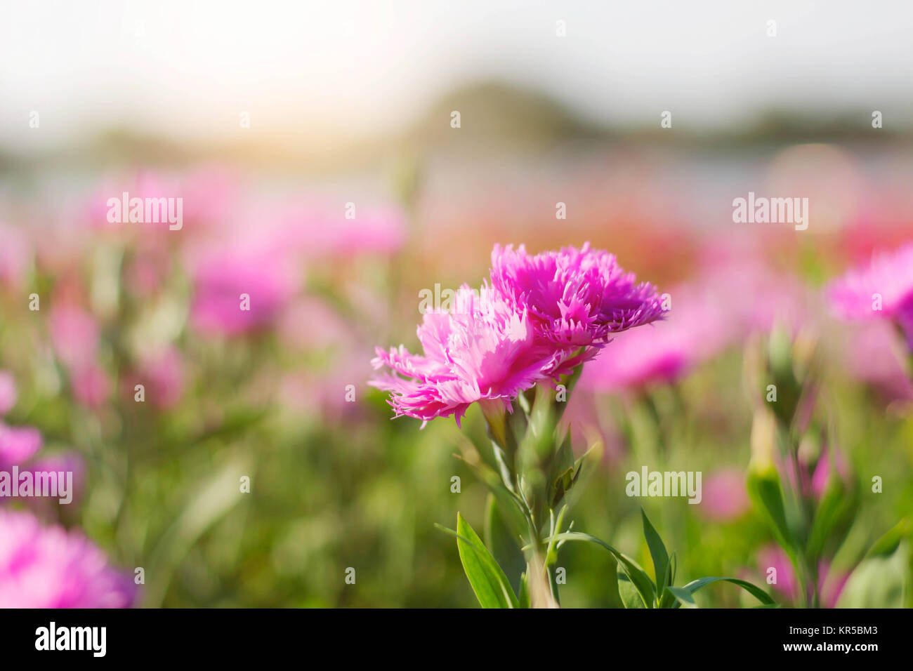 Pink flowers on the plot with colorful Stock Photo - Alamy