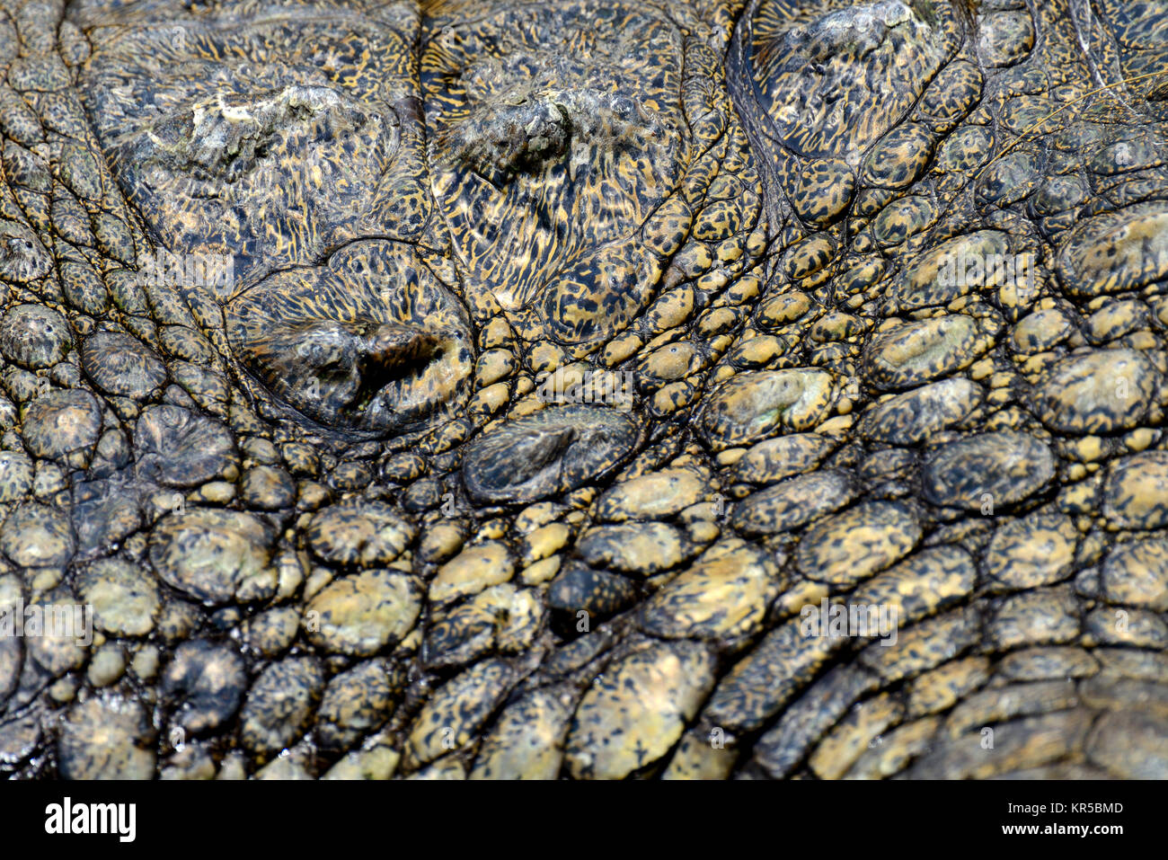 Crocodile Skin Texture Stock Photos & Crocodile Skin Texture Stock ...