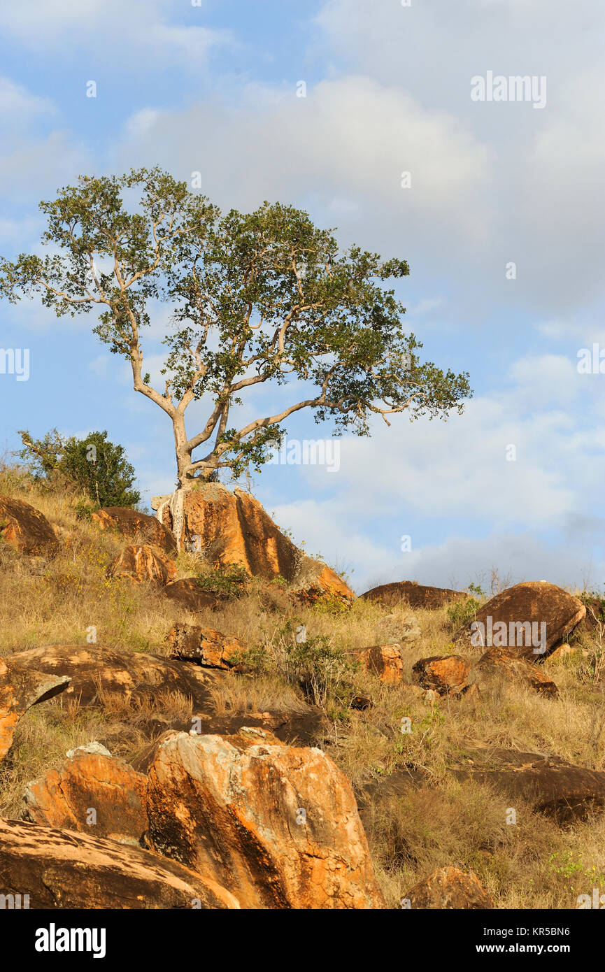 Beautiful landscape with tree in Africa Stock Photo - Alamy