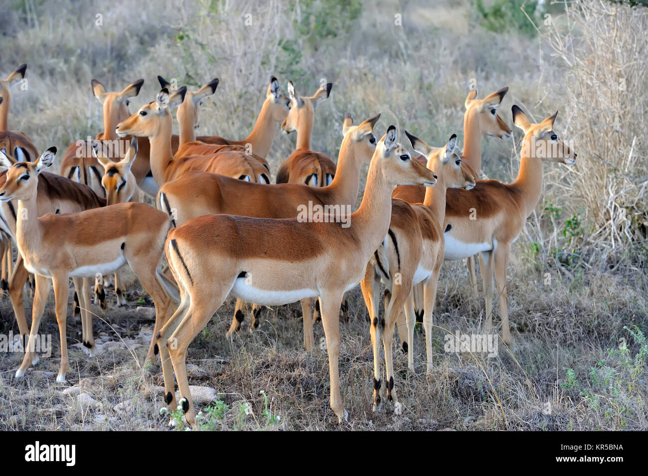 Impala on savanna in National park of Africa, Kenya Stock Photo - Alamy