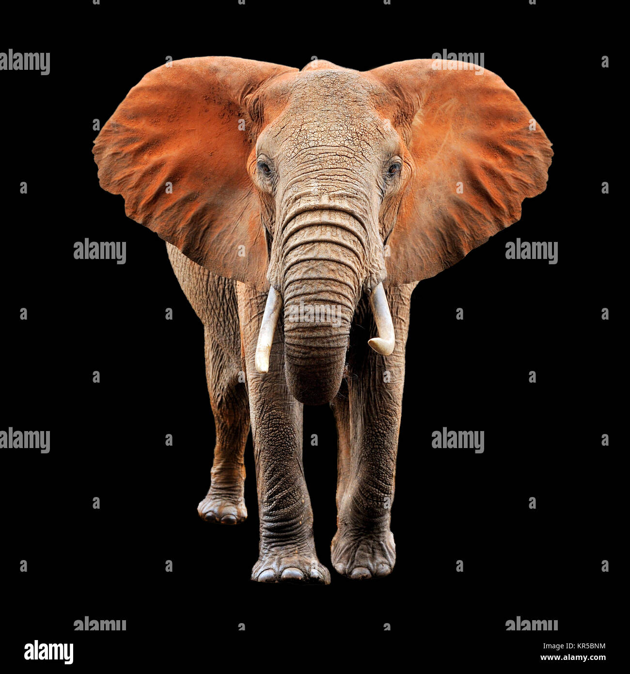 Big red elephant on black background Stock Photo - Alamy