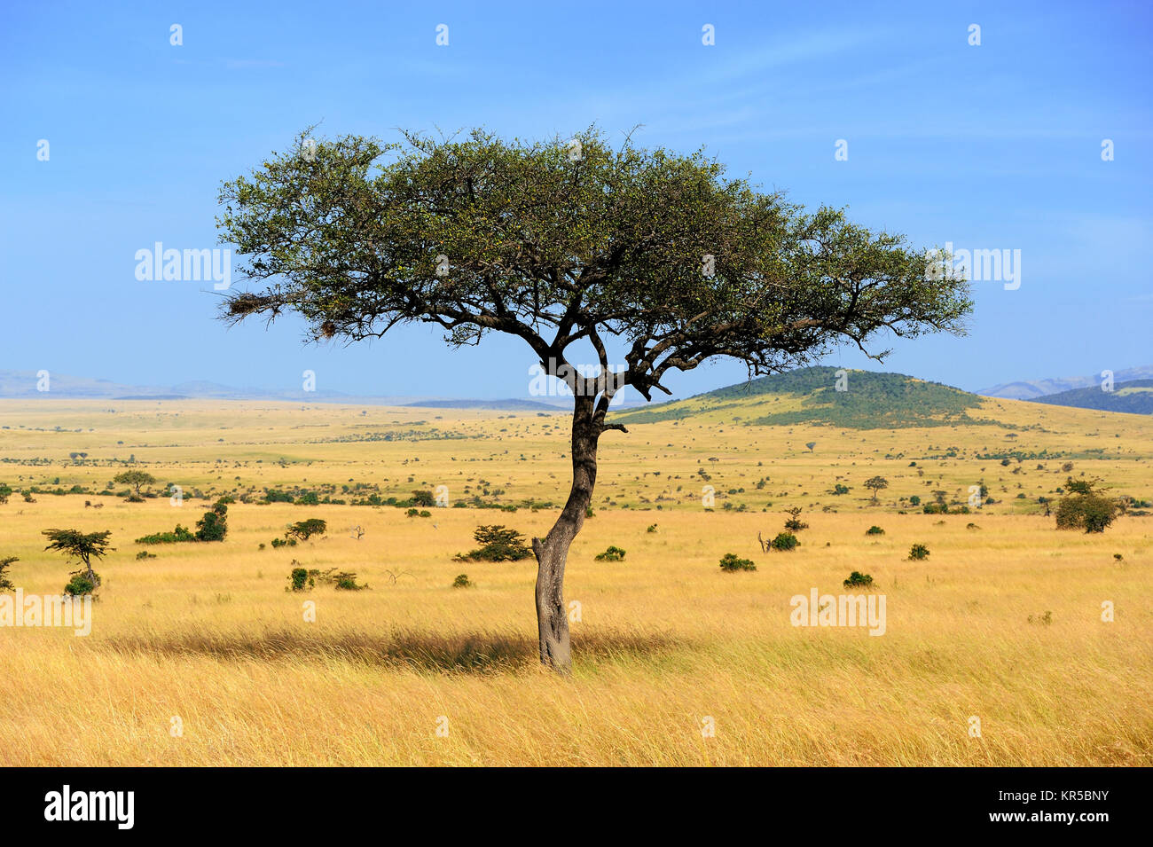 Landscape with nobody tree in National park of Africa Stock Photo - Alamy