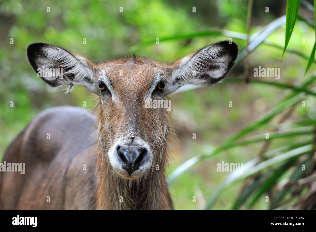 Waterbuck portrait in National park of Kenya, Africa Stock Photo - Alamy