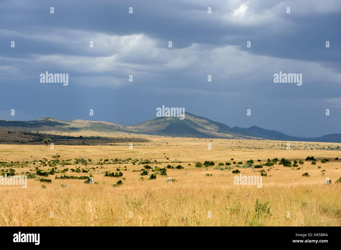 Savannah landscape in the National park of Kenya, Africa Stock Photo ...