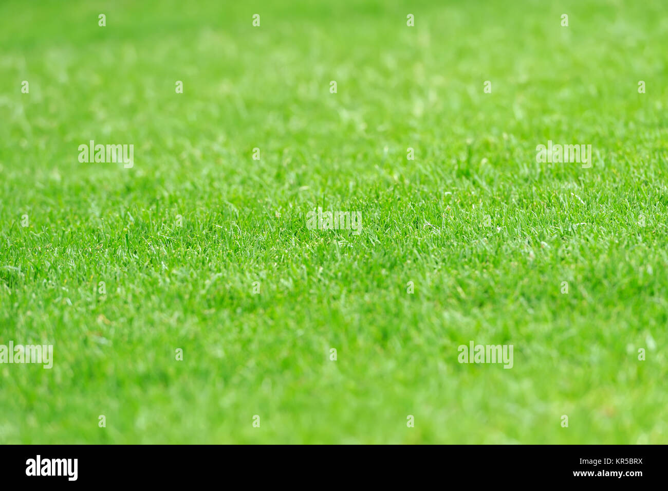 Close-up green grass texture Stock Photo - Alamy