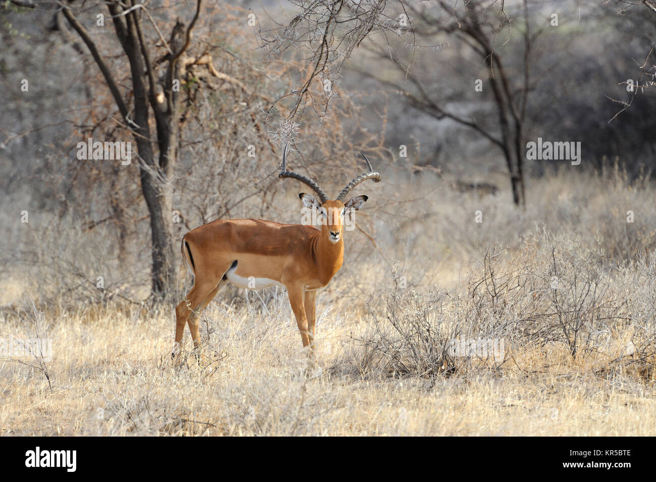 Impala on savanna in Africa, Kenya Stock Photo - Alamy