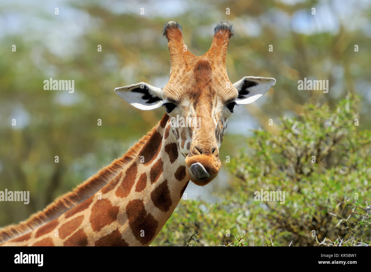 Giraffe in the wild. Africa, Kenya Stock Photo - Alamy