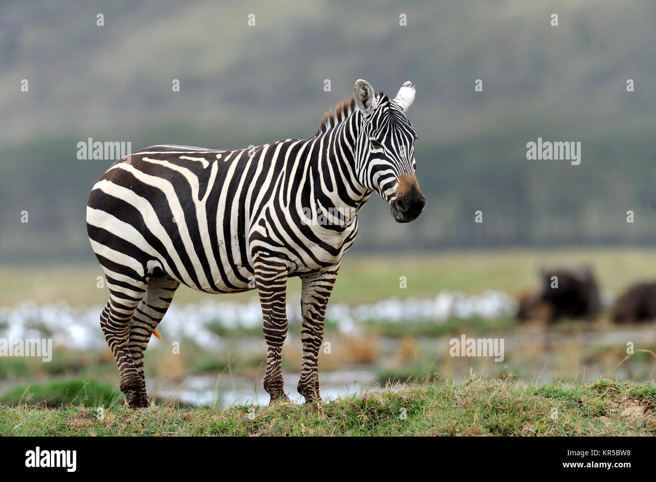 Kenya nairobi zebra hi-res stock photography and images - Alamy