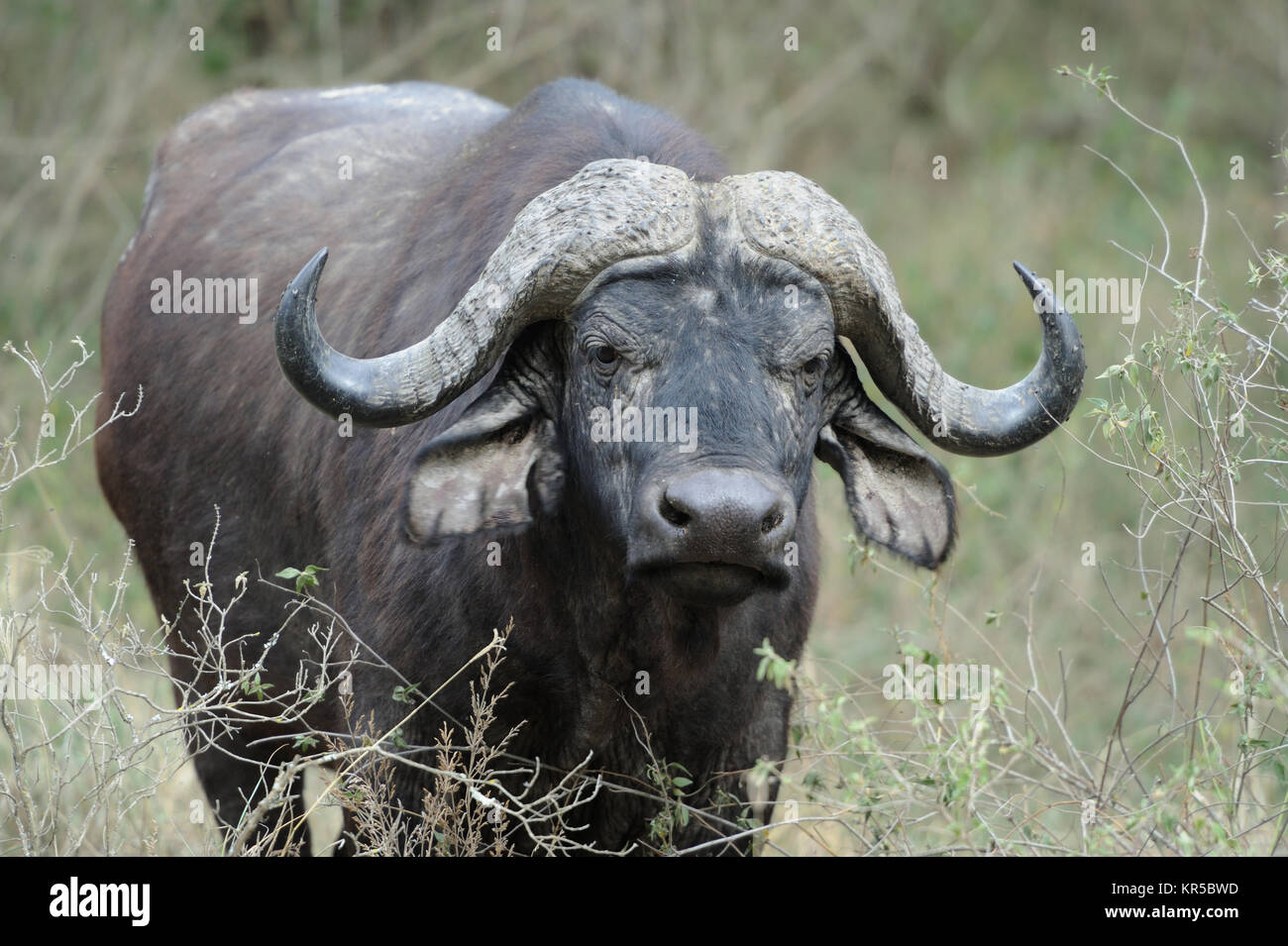 African bull hi-res stock photography and images - Alamy
