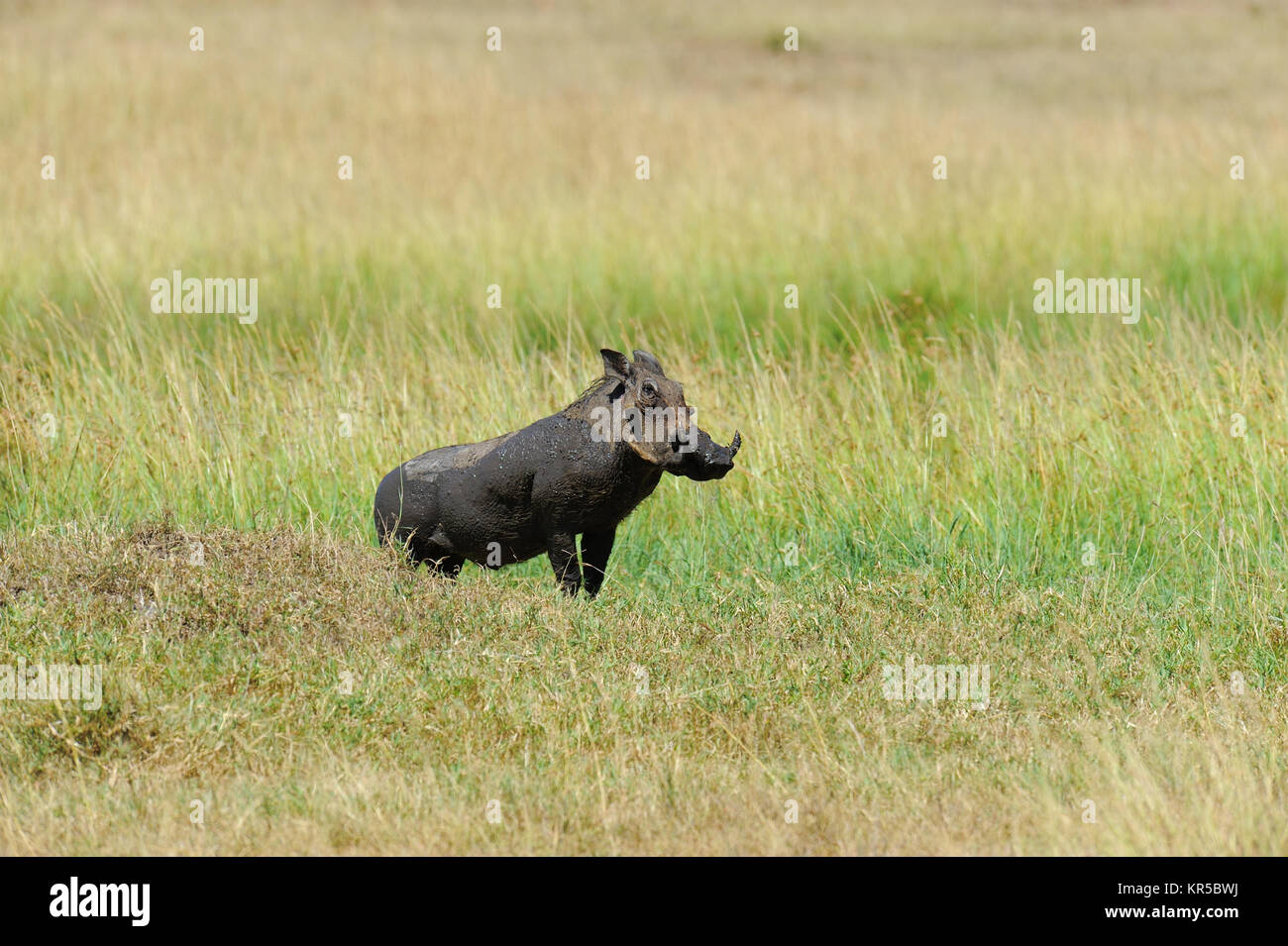 Warthog running hi-res stock photography and images - Alamy